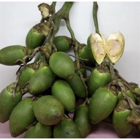 Jual Buah Pinang Muda Jambe Muda Segar Shopee Indonesia