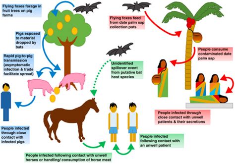 Figure 1 From Nipah Virus Niv Diagnosis Pathophysiology And
