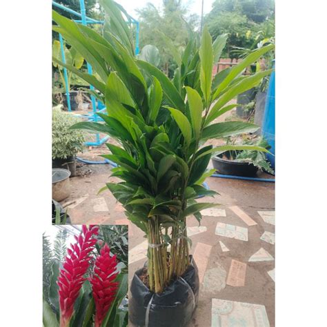 ต้นขิงแดง ดอกสีแดง สูง60 100เซนติเมตร Shopee Thailand