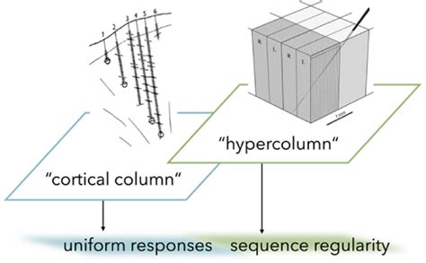 Simplified Patchwork Structure Of Cortical Column Download Scientific Diagram
