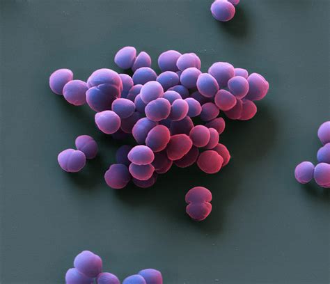 Staphylococcus Epidermis Epidermidi