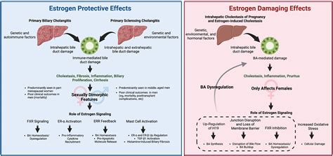 Sex Dependent Differences In Cholestasis The American Journal Of