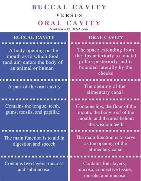 What Is The Difference Between Buccal Cavity And Oral Cavity Pediaa Com