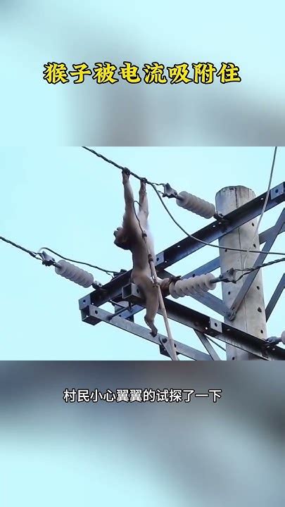 猴子不幸被电流吸住 Animals Monkey Shorts Youtube