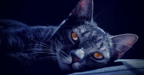 Catb Ransomware File Locker Sharpens Its Claws To Steal Data With