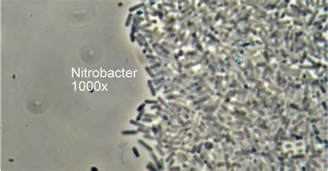 Nitrobacter Bacteria