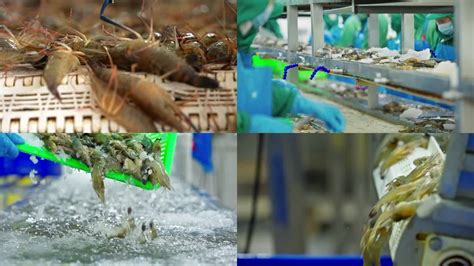 虾加工工厂 视频素材下载