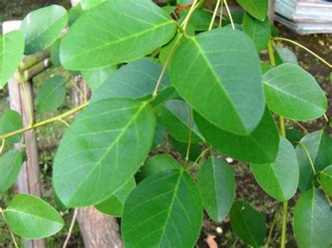 Urban Green稲毛高浜北団地の緑 樹木図鑑アメリカデイゴ