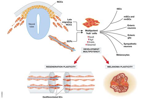 Schwann Cell Precursors A Hub Of Neural Crest Development The Embo Journal
