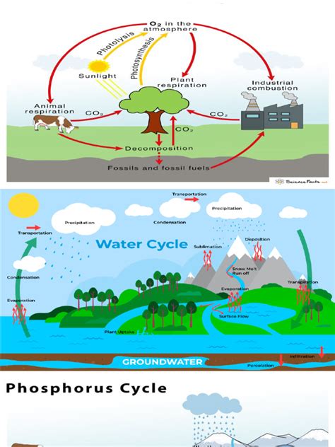 Nutrients Cycle Pdf