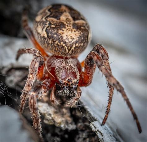 Premium Photo The Fascinating World Of Arachnids An Indepth Look At A Spider Crafting Its Web