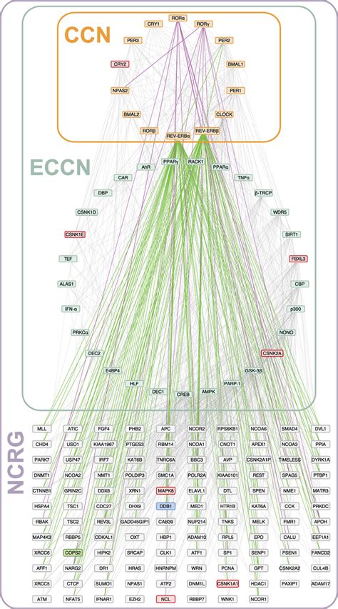 Transcriptional Regulation Of The CCN ECCN Extension Network Of Download Scientific Diagram