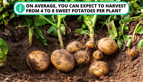 Potato Yield Per Plant 5 Important Things To Increase Yield