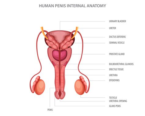 Male Reproductive System With Main Parts Labeled 21669890 Vector Art At