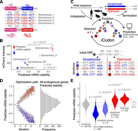 Icodon Predicts Gene Expression Based On The Codon Composition And