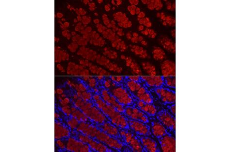 Anti Muc2 Antibody A91628