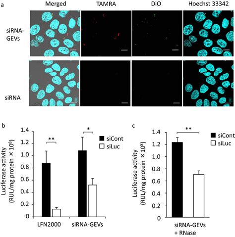 Sirna Delivery And Gene Knockdown Effect Of Sirna Gevs A