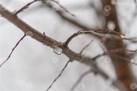 Close Up Of Iced Tree Branches With Dendritic Patterns Likely Submerged Before Freeze In Cold