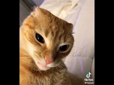 Stop You Re Scaring Me In 2023 Cat Memes Cats Scared Cat