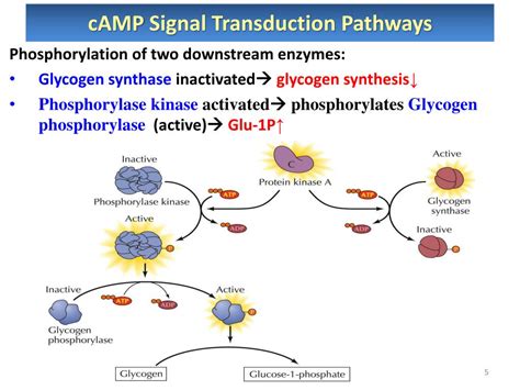 Ppt Cell Signaling Ii Signal Transduction Pathways Powerpoint
