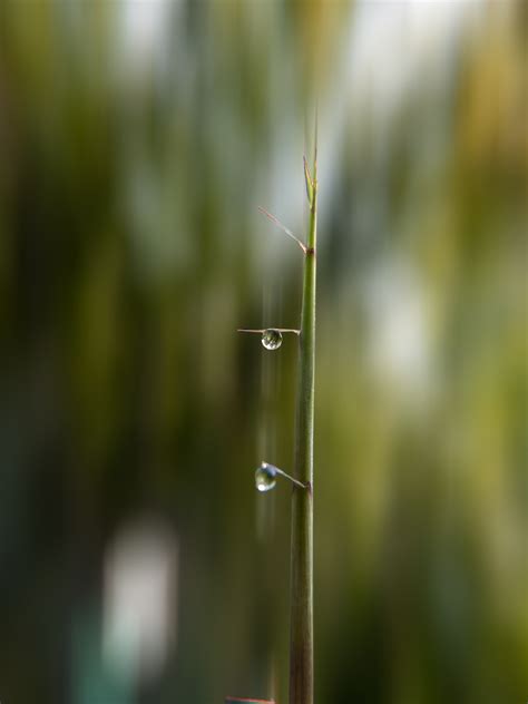 무료 이미지 뾰족한 대나무 쏘다 육상 식물 작은 가지 액체 잔디 수분 하락 꽃 피는 식물 목재 매크로 사진 이슬 목초지 자연 경관 식물 줄기