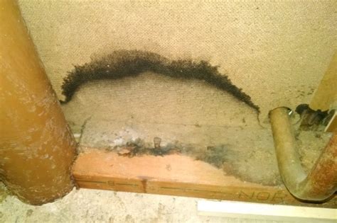 Black Mold Testing When To Test Where Evaluating Results