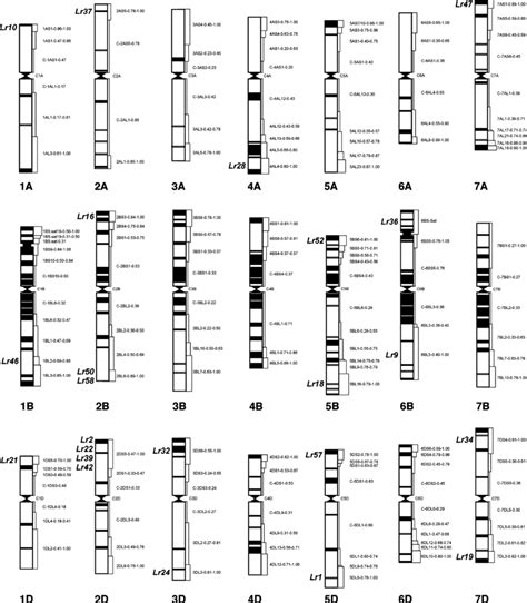 Approximate Locations Of Mapped Leaf Rust Resistance Genes On The Download Scientific Diagram