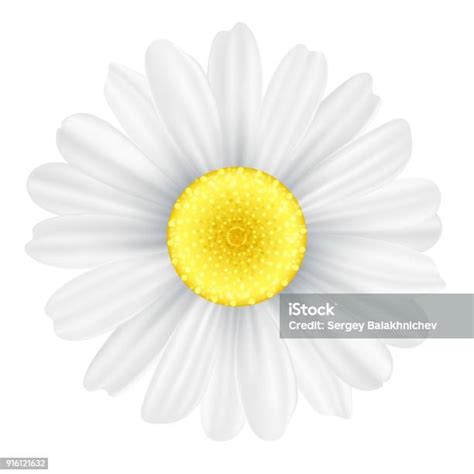카모마일 꽃 흰색 배경에 고립입니다 디자인을 위한 그래픽 개체입니다 계절 데이지 꽃입니다 안녕하세요 봄 벡터 일러스트입니다 Eps 10 데이지속에 대한 스톡 벡터 아트 및