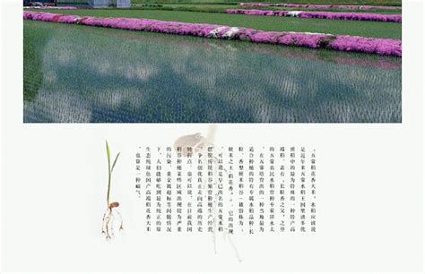 806美农美季 正宗东北 非转基因大米 五常稻花香米 新米 大米 1kg （真空精装）
