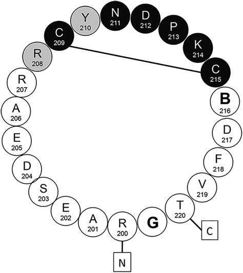 Schematic Representation Of The 22‐mer C C B‐β1 Cyclopeptide Mimicking Download Scientific