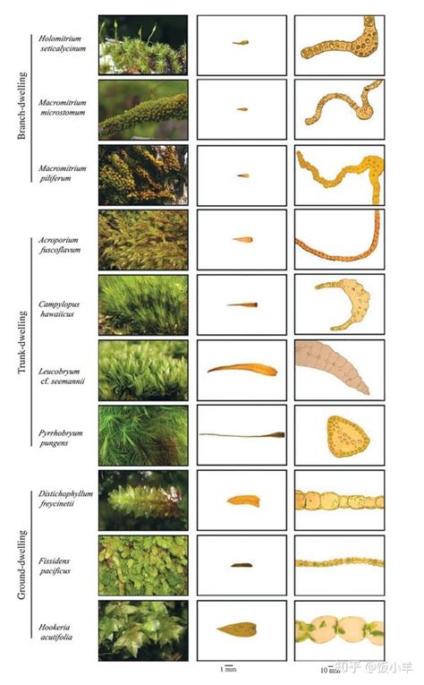 New Phytologist 夏威夷低地森林中不同光环境条件下苔藓植物的性状关系 知乎