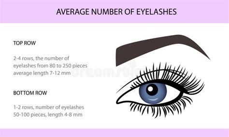 Eyelash Extension Guide Direction Schemes Tips And Tricks For Eyelash