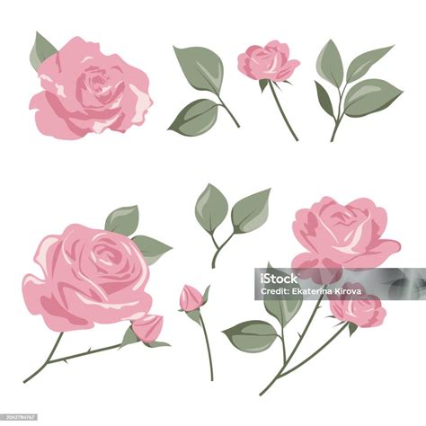Pink Rose Graphic Resources 클립아트 고립 된 흰색 배경에 아름 다운 꽃입니다 벡터 일러스트 레이 션입니다 청첩장 엽서용 디자인 식물 회화 개체 그룹에
