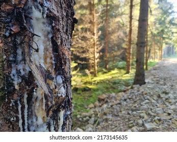 Resin Tree Sap Over Royalty Free Licensable Stock Photos Shutterstock
