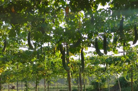 ကျောက်ဆည်မြို့နယ် ရွှေဒါးကျေးရွာတွင် ကြက်ဟင်းခါး တစ်ပိုင်တစ်နိုင် စိုက်ပျိုးရောင်းချသူများ