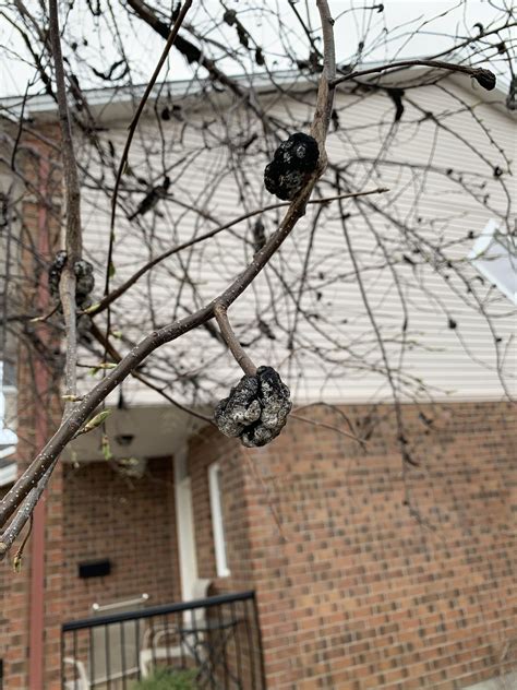 Black Nodules All Over My Front Yard Tree As You Can See They Are All