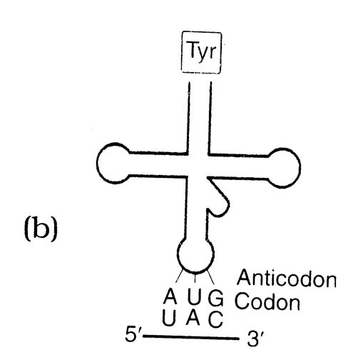A Name The Scientist Who Called T Rna An Adapter Molecule B Draw A Clover Leaf Structure Of