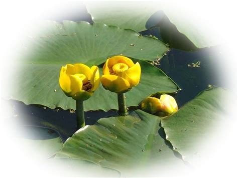 Описание Защитени растения в България