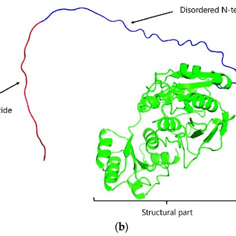 signal peptide prediction by signalp 6 0 of ansz gene a alphafold