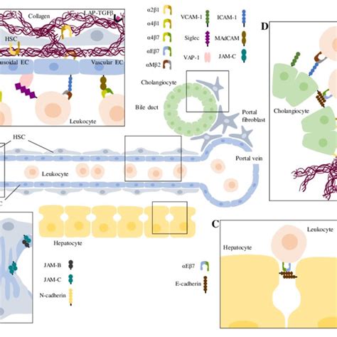 Members Of The Selectin And Integrin Group Of Cams And Their Download Scientific Diagram