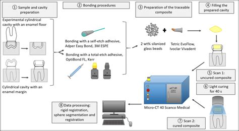 Workflow Of The Study Moving From Sample Preparation To The Download Scientific Diagram