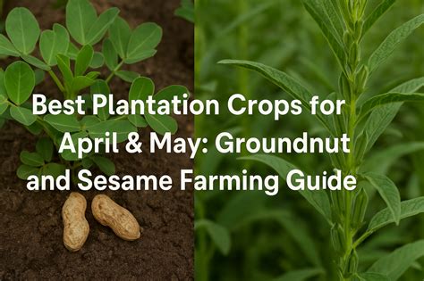 Trichoderma Viride The Biocontrol Agent For Disease Free Crops Blog Agriplex