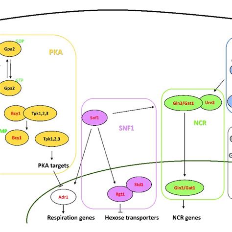 Schematic Depiction Of The Main Nutrient Signaling Pathways In S Download Scientific Diagram