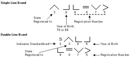 About The Standardbred Standardbred Association Queensland