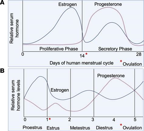 Menstrual Cycle Hormones Pregnancy