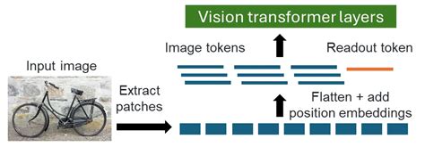 visualizing dinov2 contrastive learning and classification examples