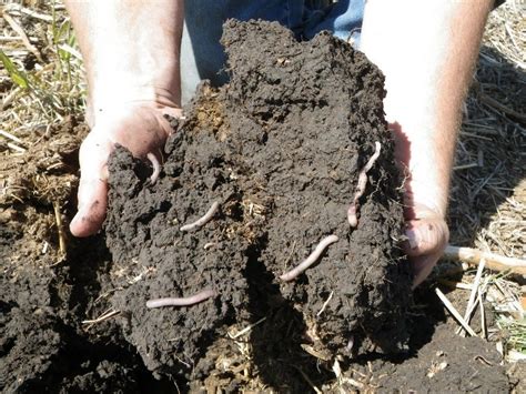Guest Post Build A Strong Foundation With 5 Soil Health Principles