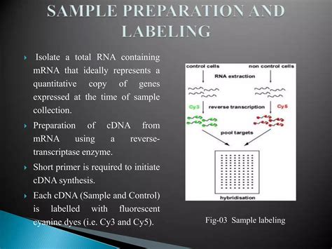 Microarray Ppt