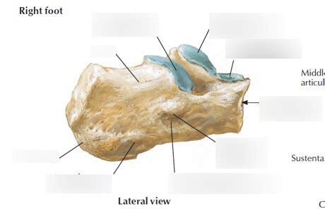 Diagram Of Lateral View Of Calcaneus Quizlet