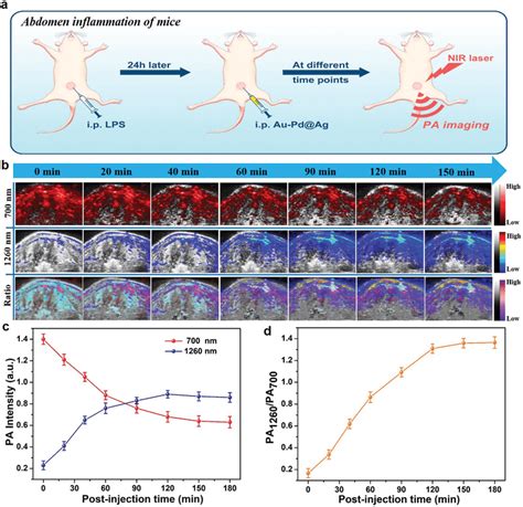 PAI Detection Of H2O2 In The Inflamed Abdomen Using AuPd Ag Nanoprobe Download Scientific